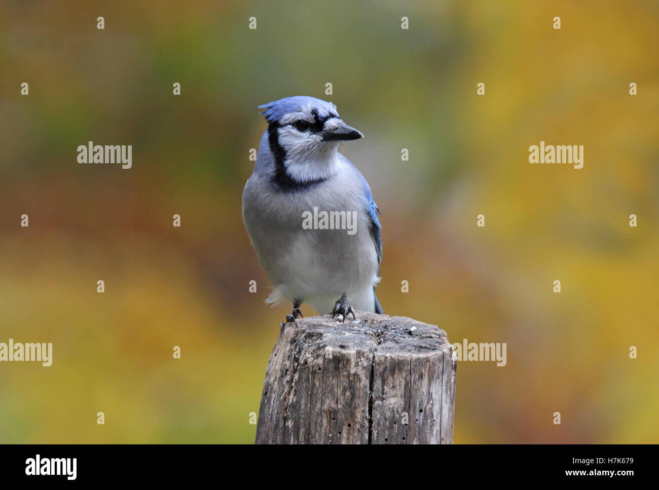 Blue jay on a perch hi-res stock photography and images - Alamy