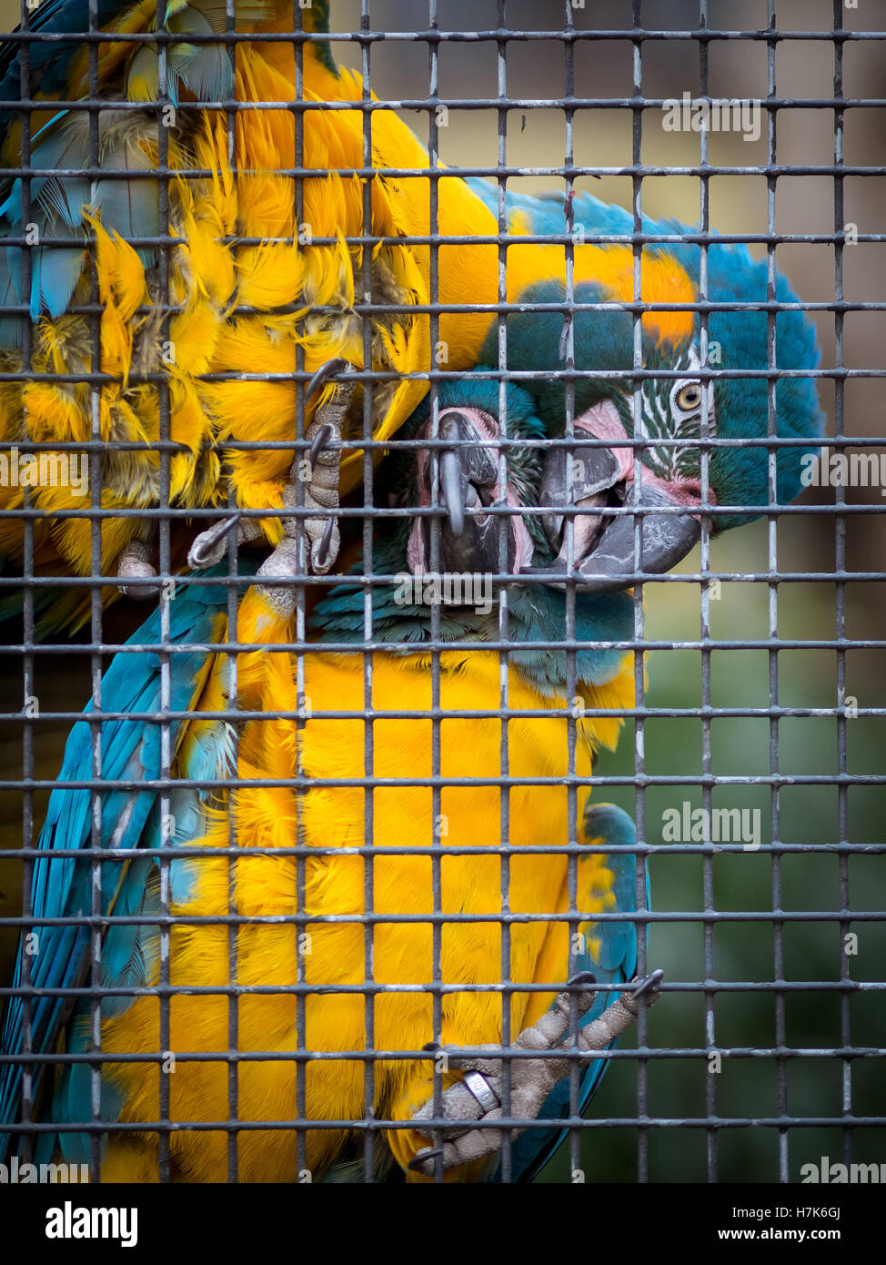 Parrots in the zoo of Dresden, Germany Stock Photo - Alamy