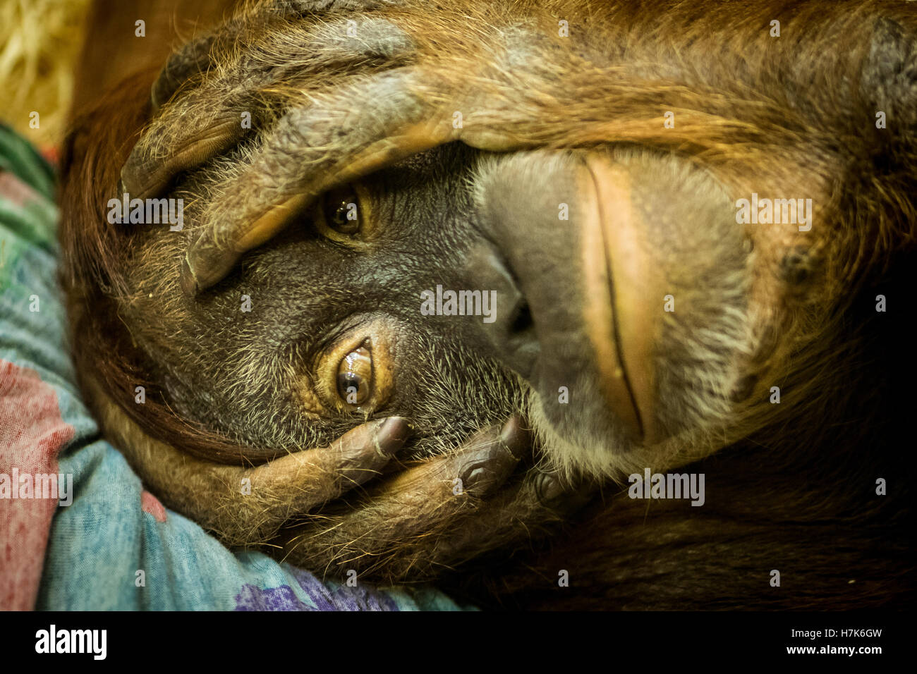 Portrait of an ape in the zoo in Dresden, Germany Stock Photo - Alamy