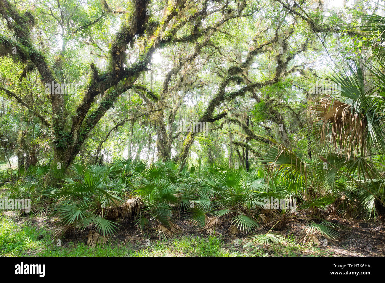Forest in Tampa Bay, Florida, USA Stock Photo - Alamy