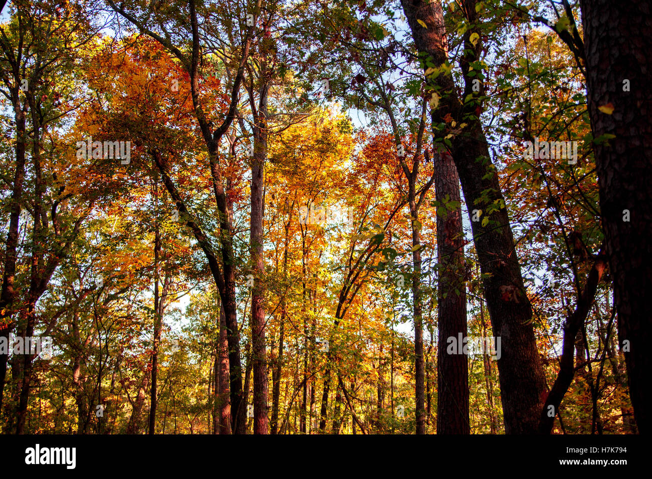 Colors of fall Stock Photo - Alamy