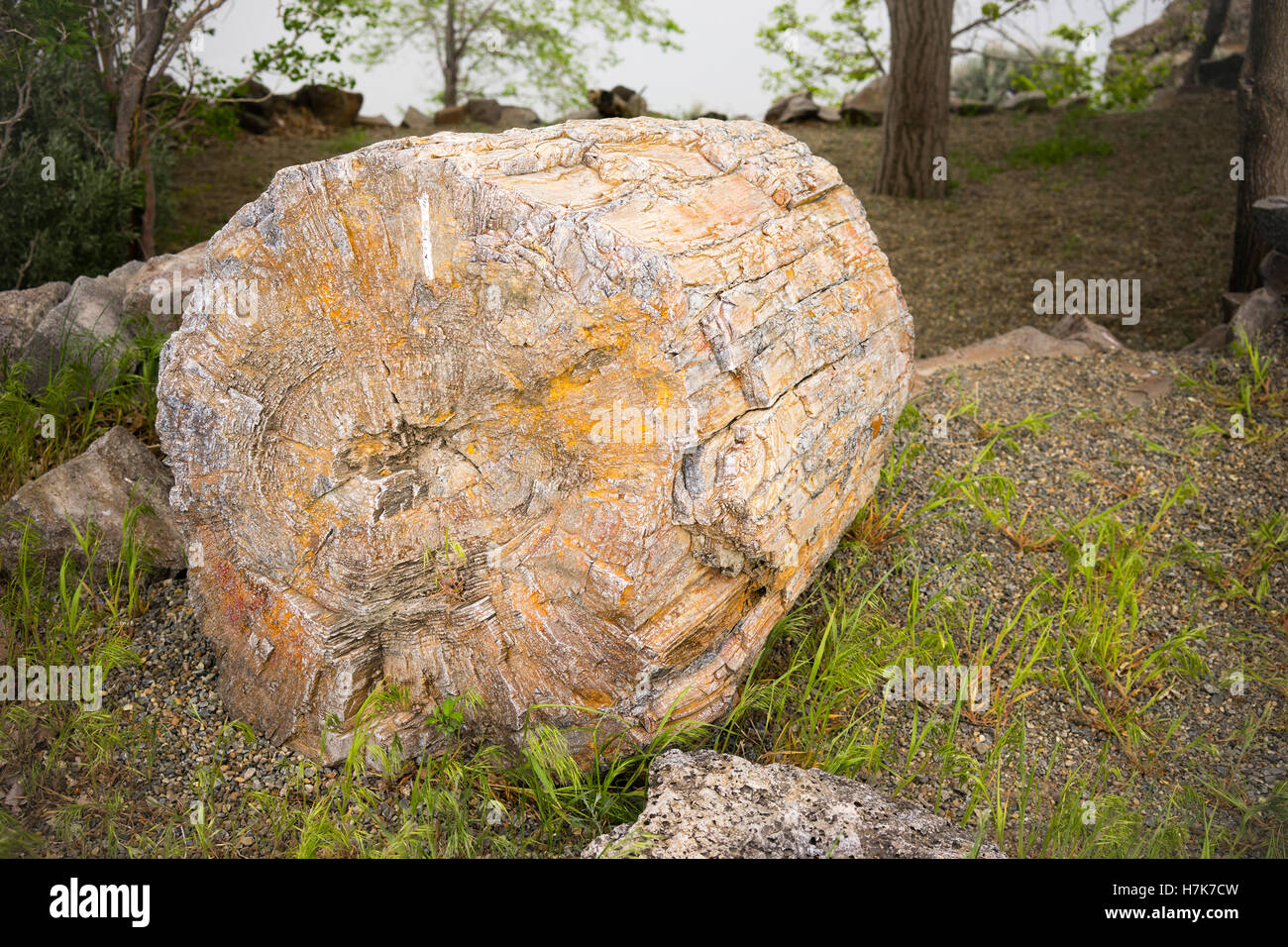 What used to be a tree is now more like rock Stock Photo - Alamy
