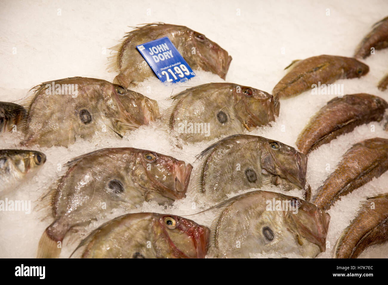 Dory fish hi-res stock photography and images - Alamy