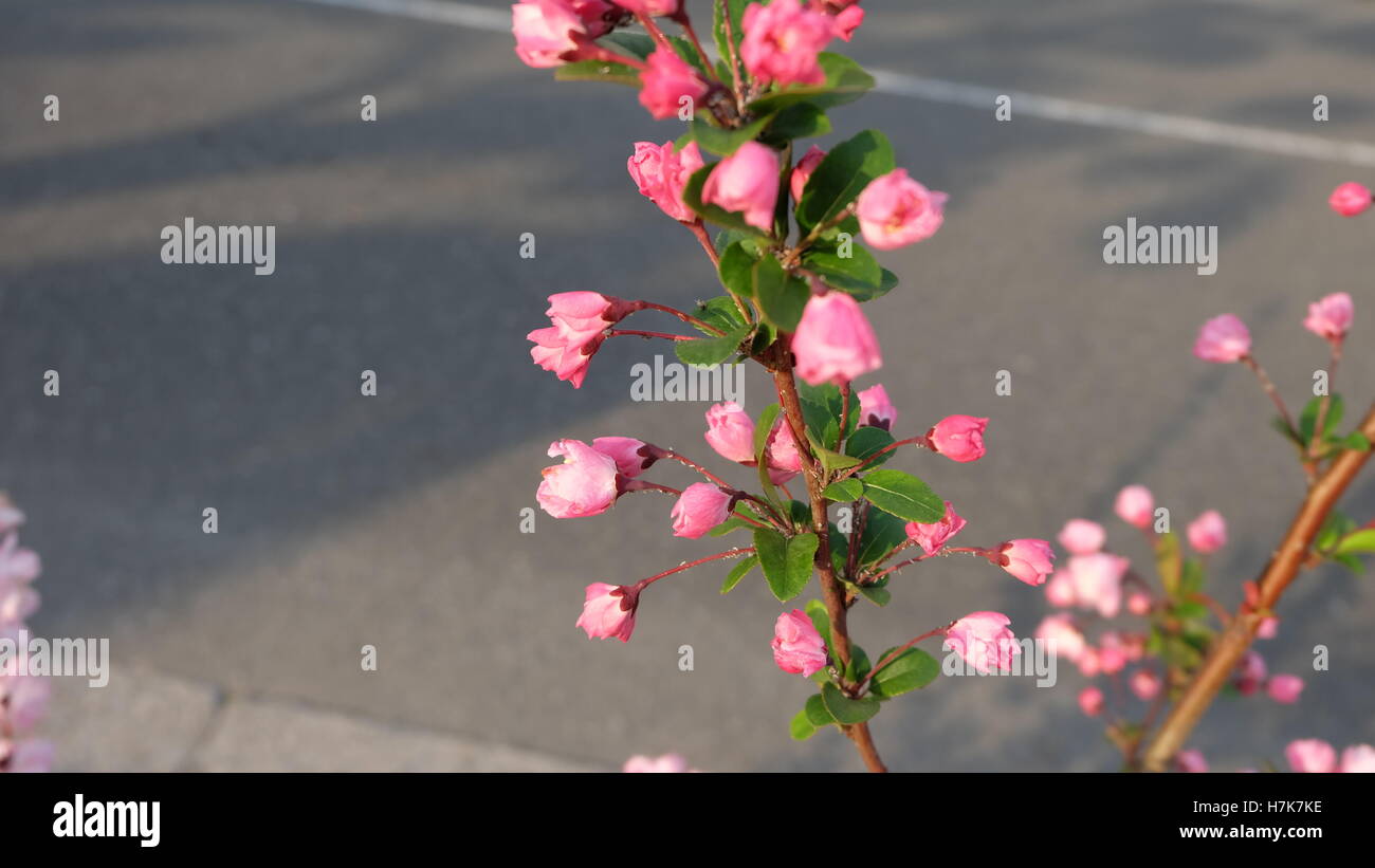 Pink flowers in spring hi-res stock photography and images - Alamy
