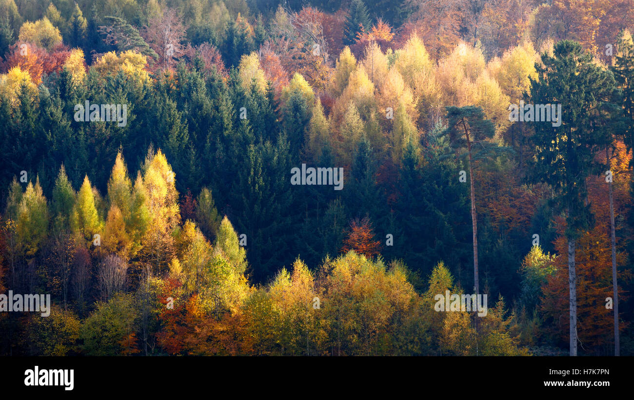 Autumn forest, Regensberg, Canton of Zurich, Switzerland Stock Photo ...