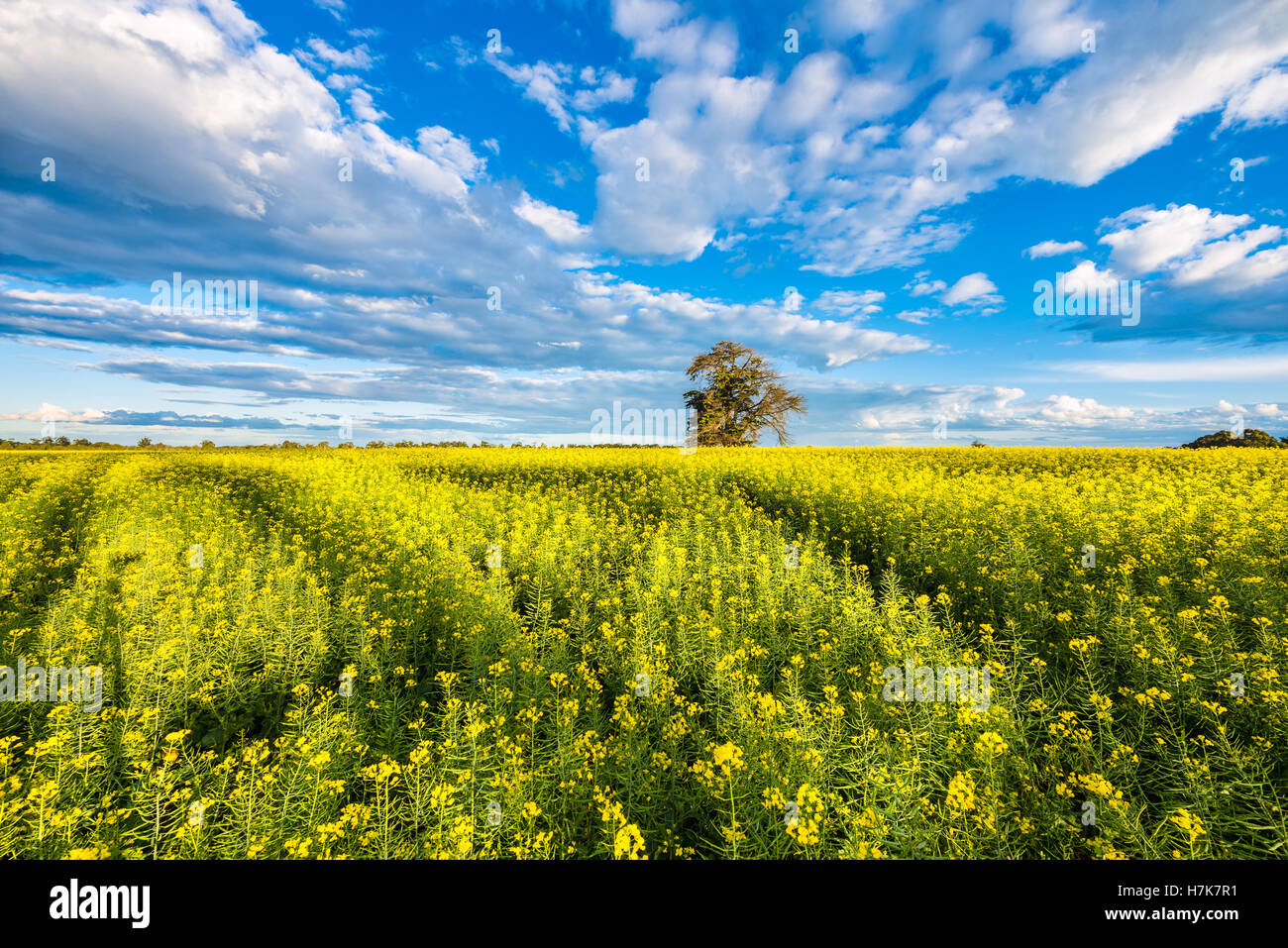 Canola field victoria hi-res stock photography and images - Alamy