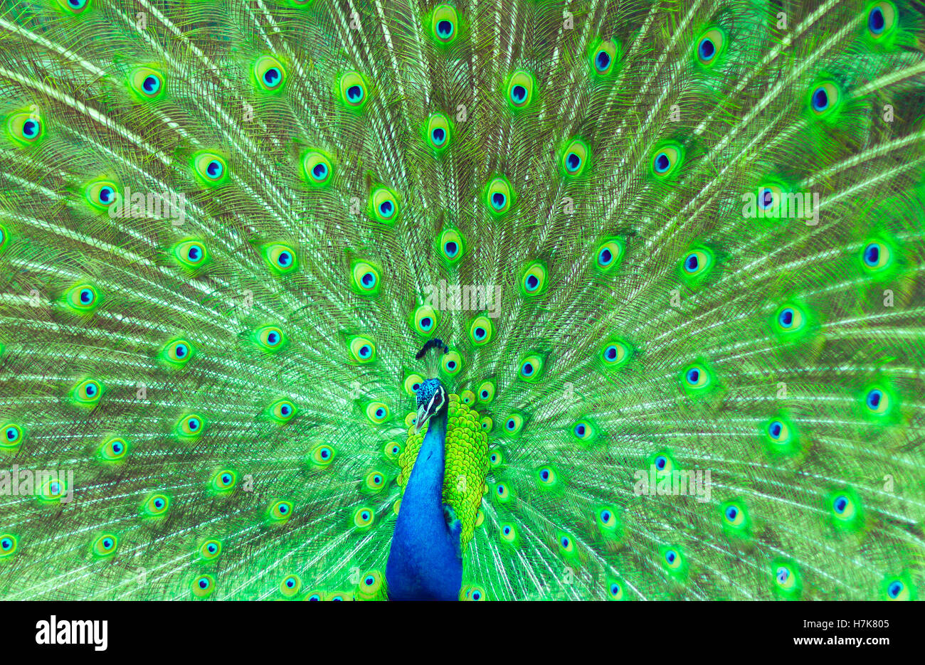 Male peacock shows off his vibrant plumage in a mating ritual to ...