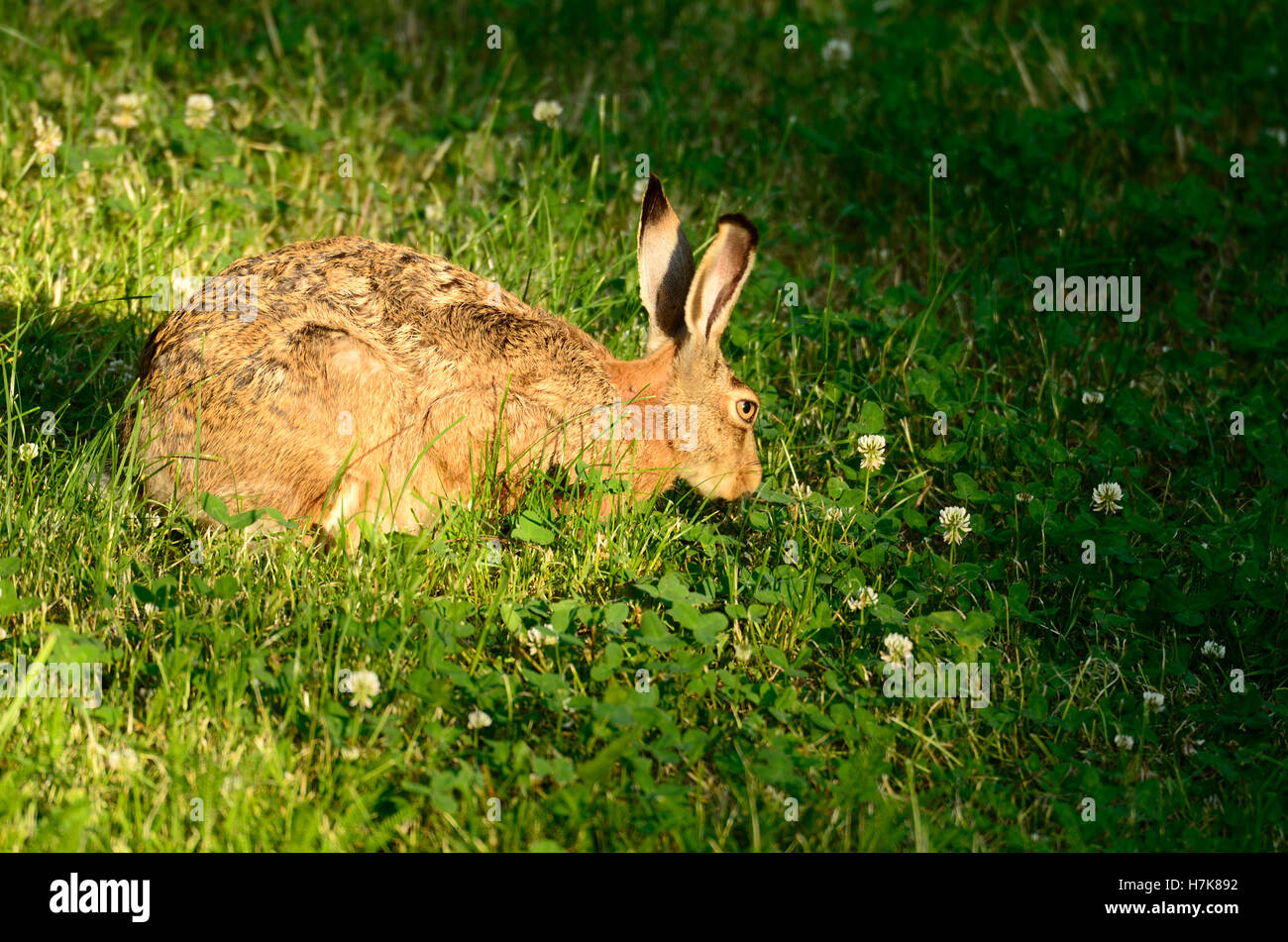 Hare forage hi-res stock photography and images - Alamy