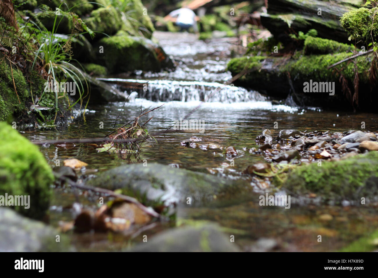 Babbling brook / running water from a waterfall. Mossy rocks, fallen ...
