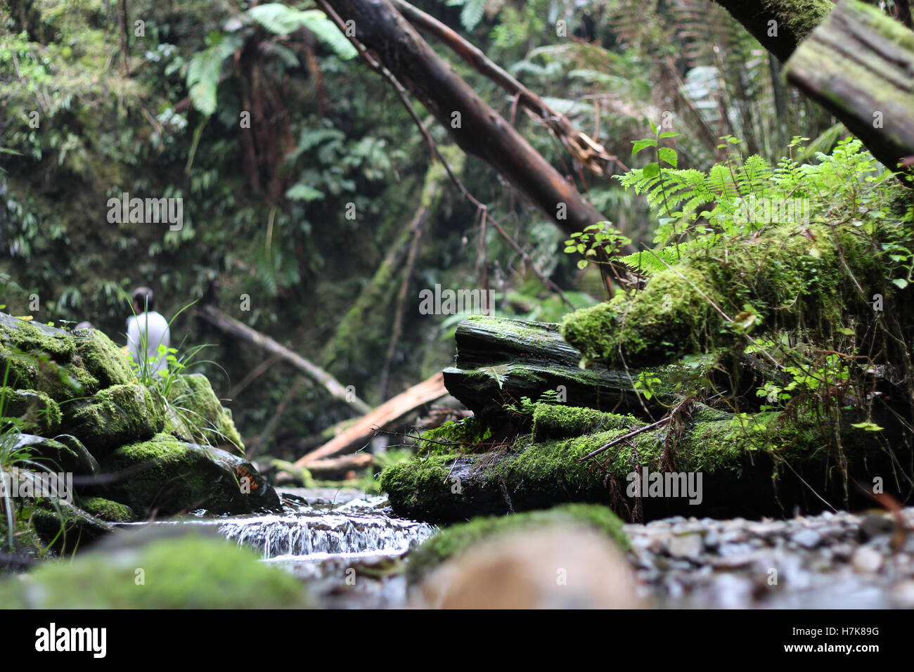 Babbling brook / running water from a waterfall. Mossy rocks, fallen ...