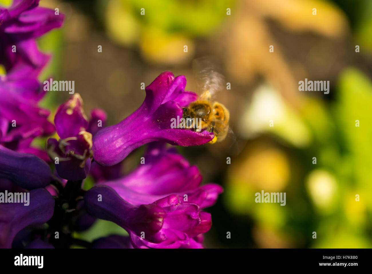 A bee searching for pollen in a snapdragon flower Stock Photo - Alamy