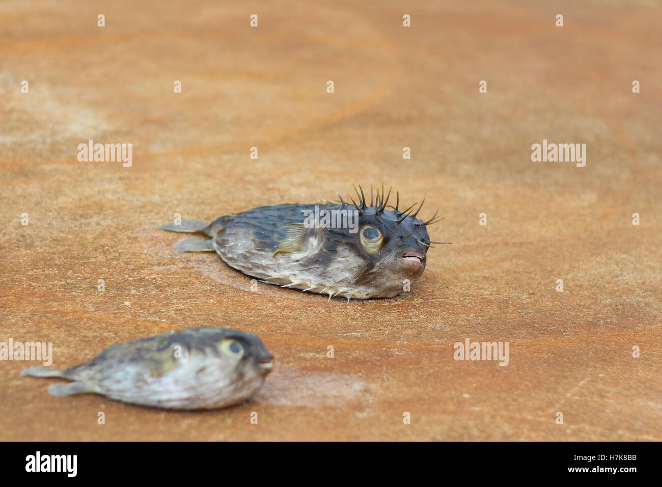 Two Dead Pufferfish / blow fish Stock Photo - Alamy