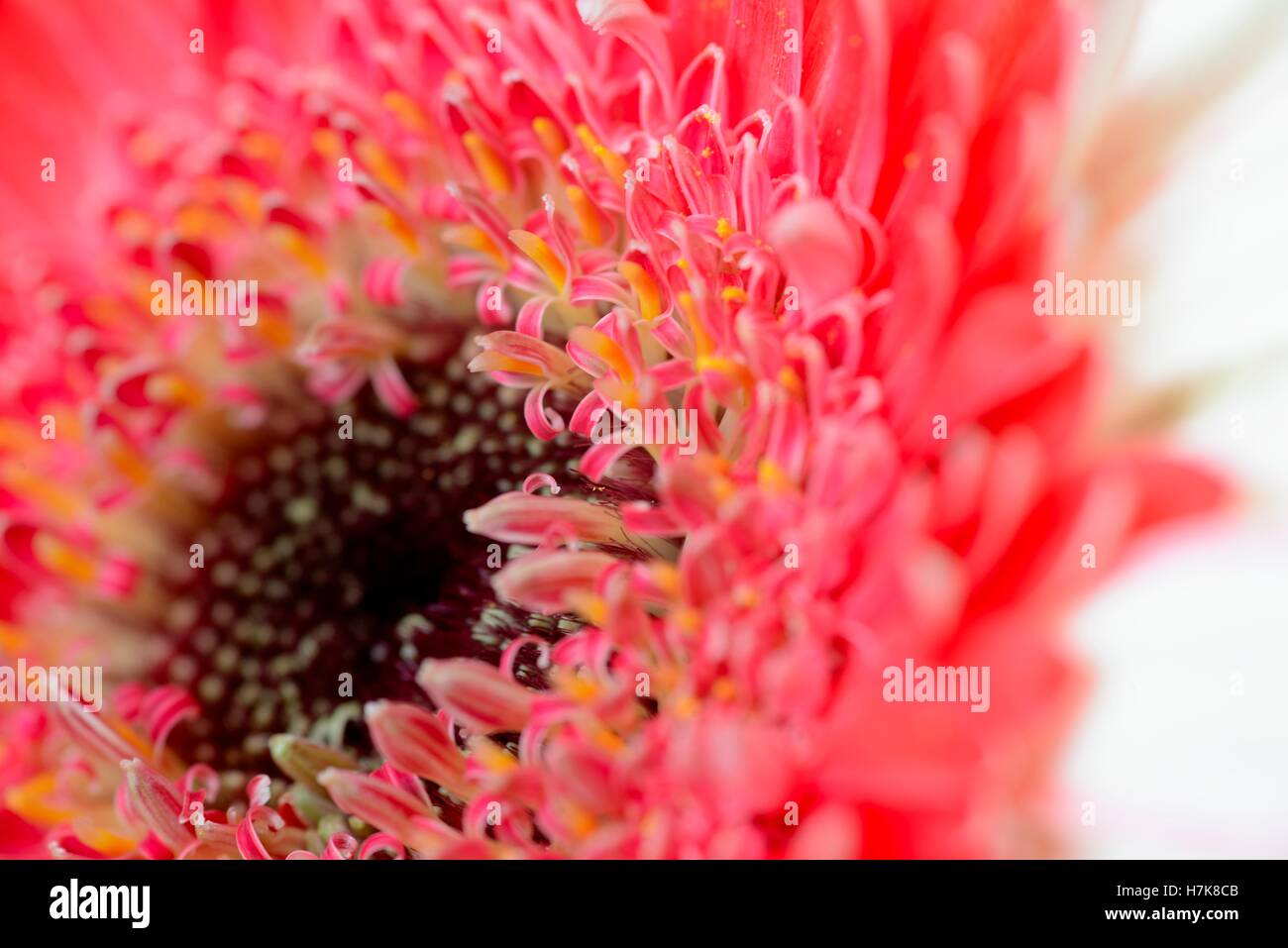 red gerbera flower Stock Photo - Alamy
