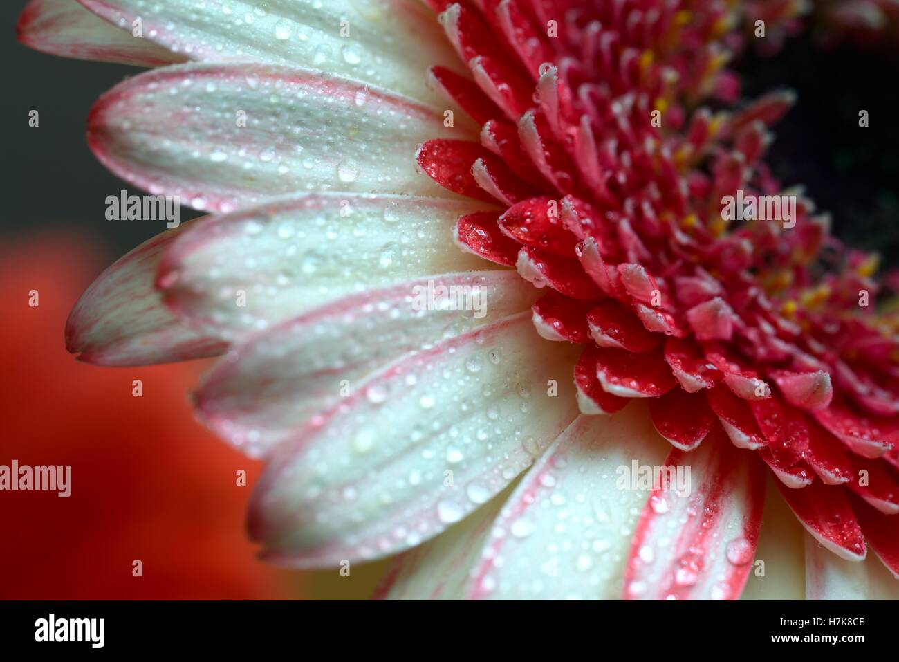 red gerbera flower Stock Photo - Alamy