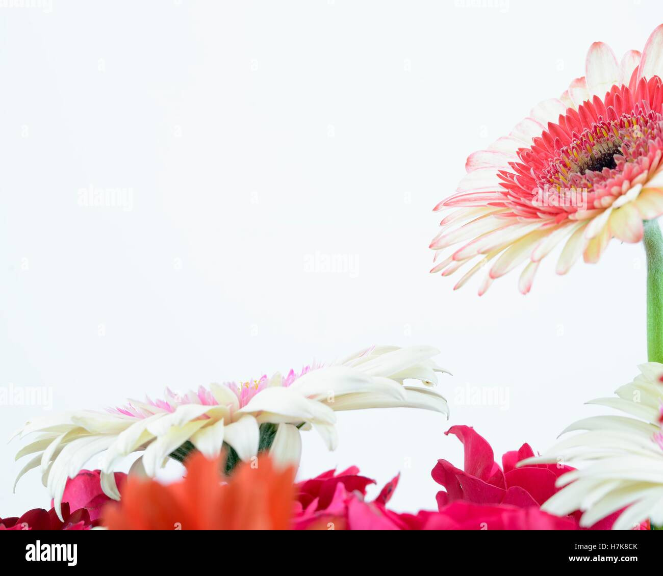 Gerbera head hi-res stock photography and images - Alamy