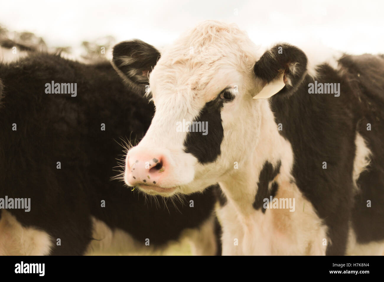 Spotted cow hi-res stock photography and images - Alamy