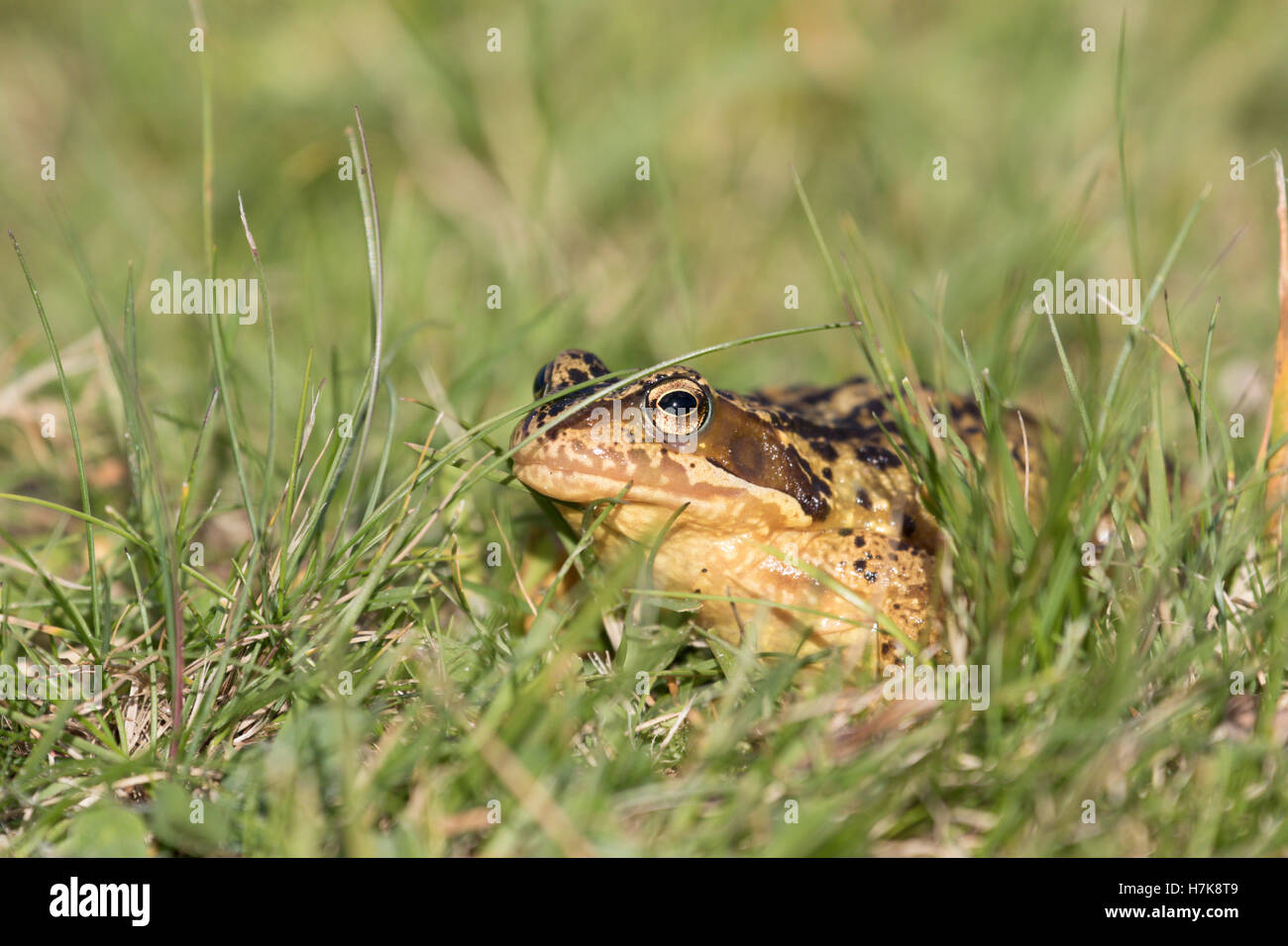 Scottish frogs hi-res stock photography and images - Alamy