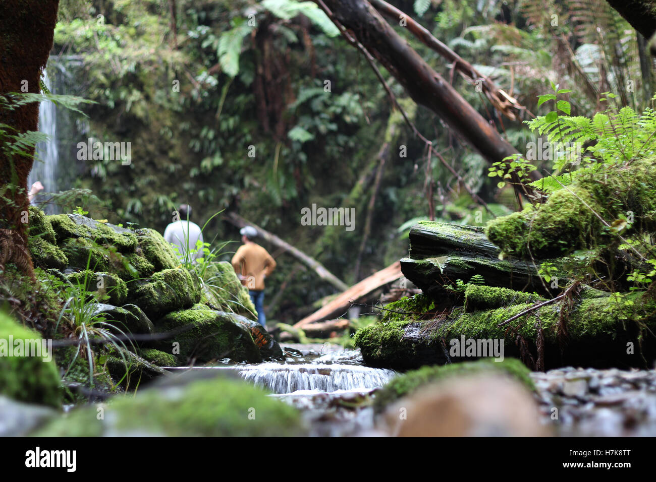 Waterfall and old growth temperate rainforest hi-res stock photography ...