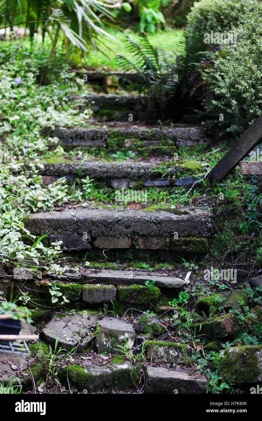 Mossy overgrown steps in a forested garden Stock Photo - Alamy