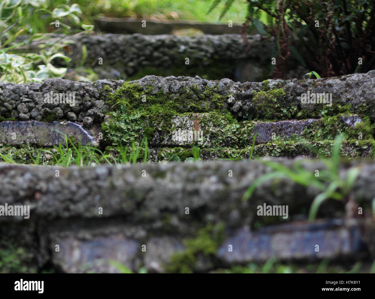 Forest floor overgrown with moss hi-res stock photography and images ...