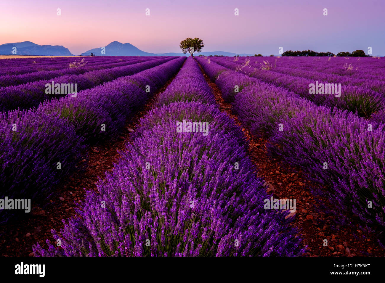 Tree in lavender field at sunset Stock Photo - Alamy