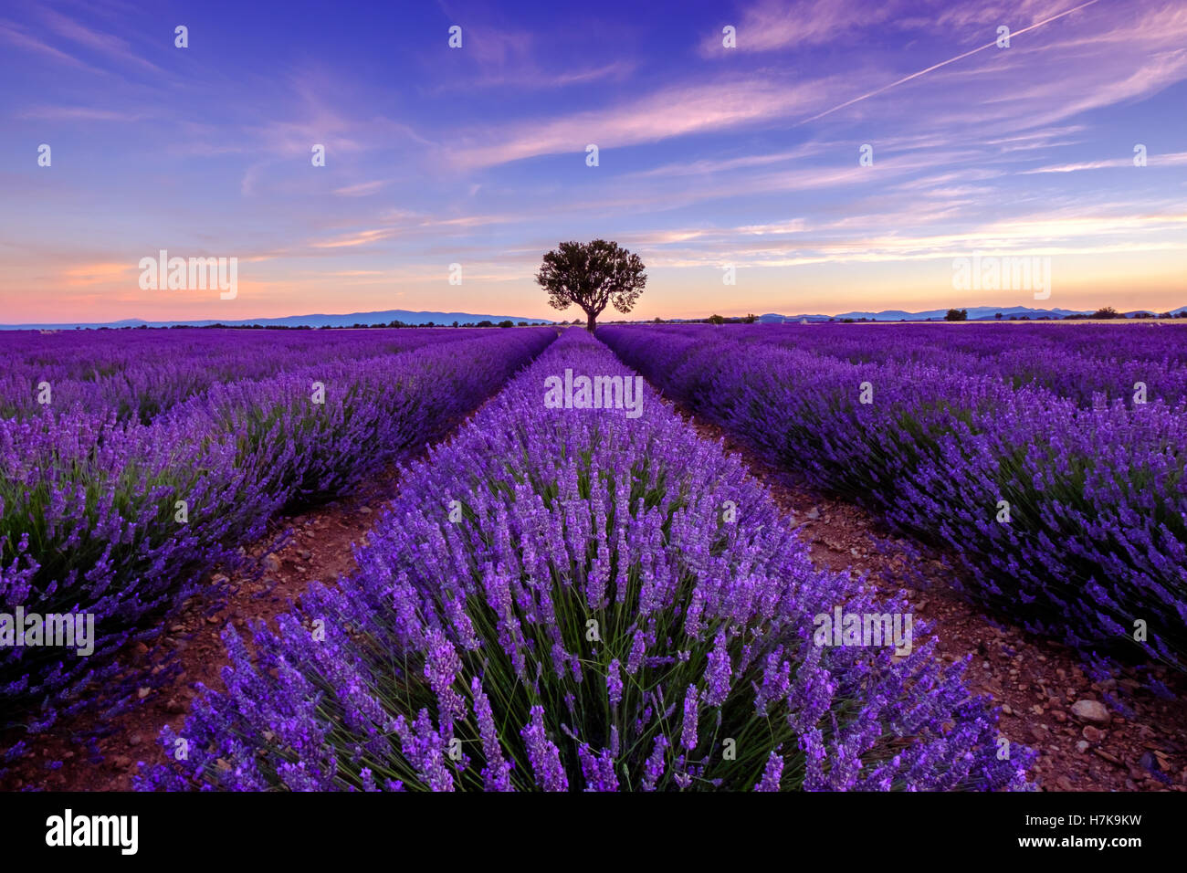 Tree in lavender field at sunset Stock Photo - Alamy
