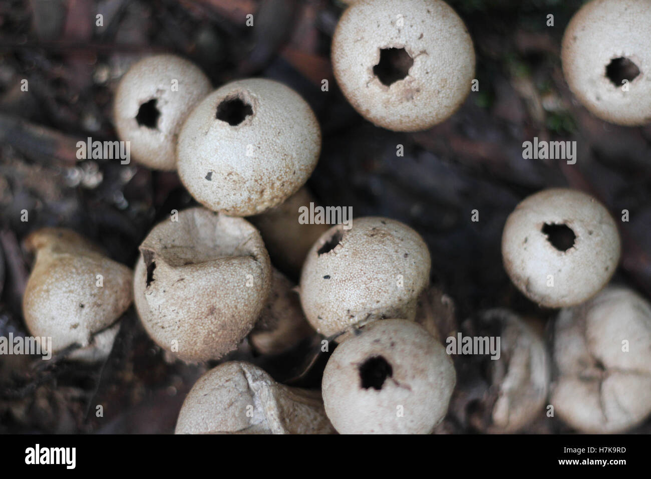 Puffball mushrooms growing on the forest floor Stock Photo - Alamy