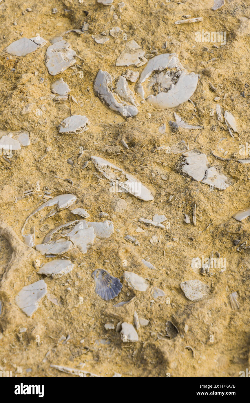 Gozo, Dwejra bay. 20 million year old sea shell fossils embedded in the ...