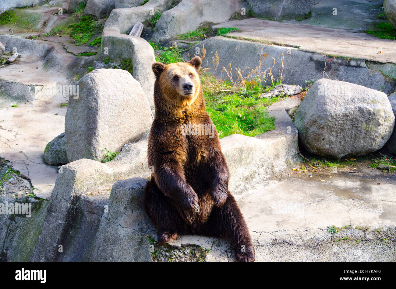 Wild Brown Bear standing cute Stock Photo - Alamy