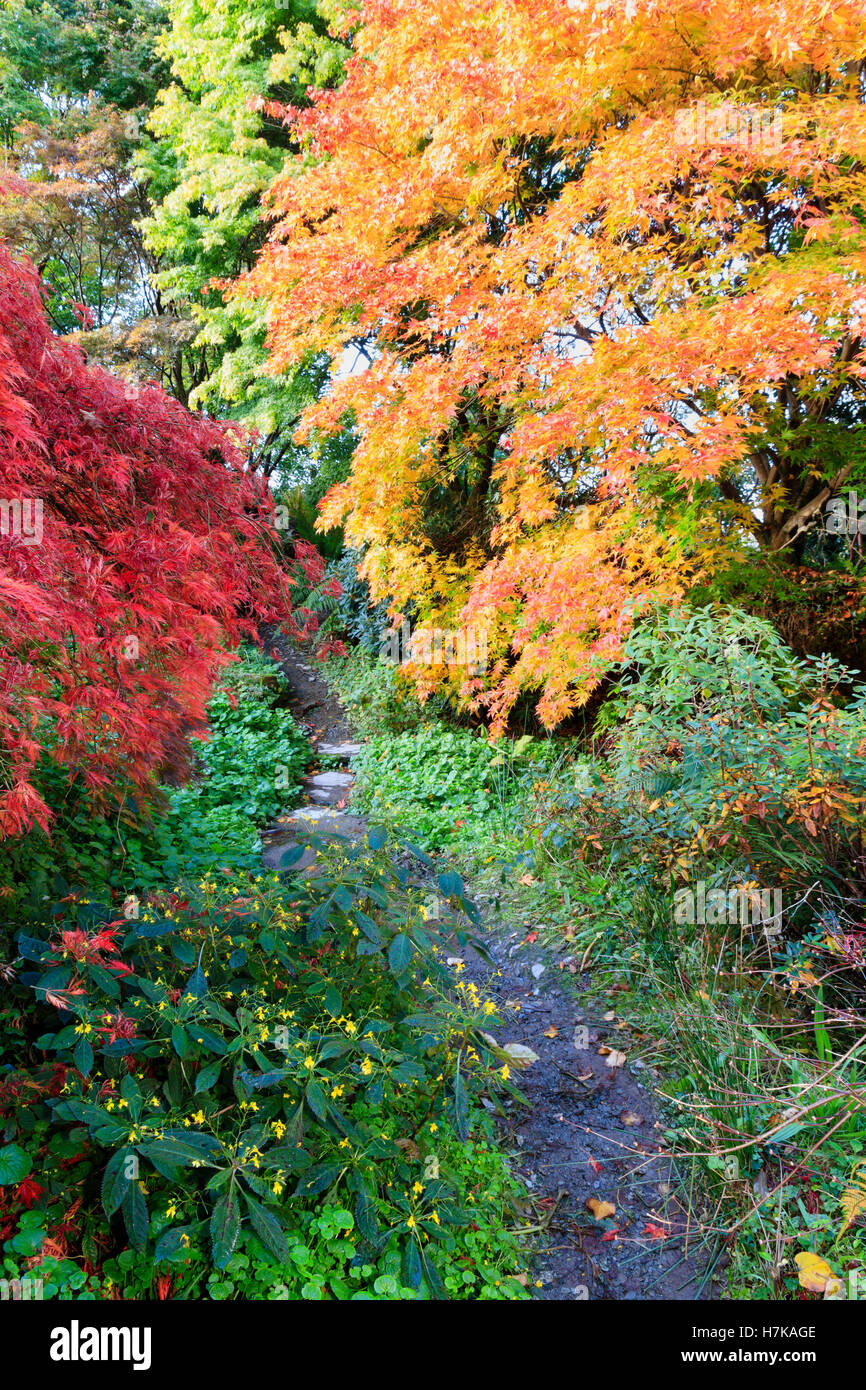 Japanese maples hi-res stock photography and images - Alamy