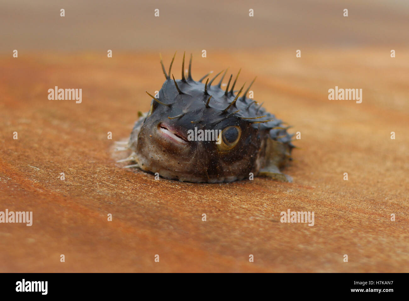 Blowfish or pufferfish dead on a pier. Unwanted catch Stock Photo - Alamy