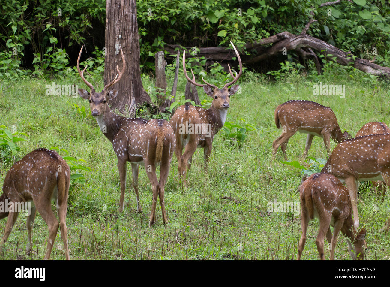 Spotted Deer (Axis axis Stock Photo - Alamy