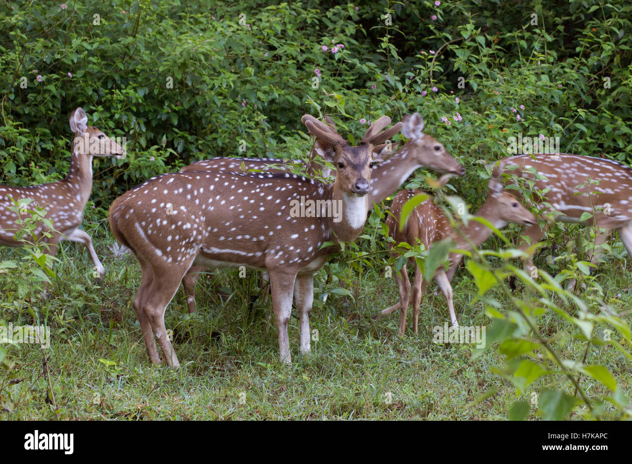 Spotted Deer (Axis axis Stock Photo - Alamy