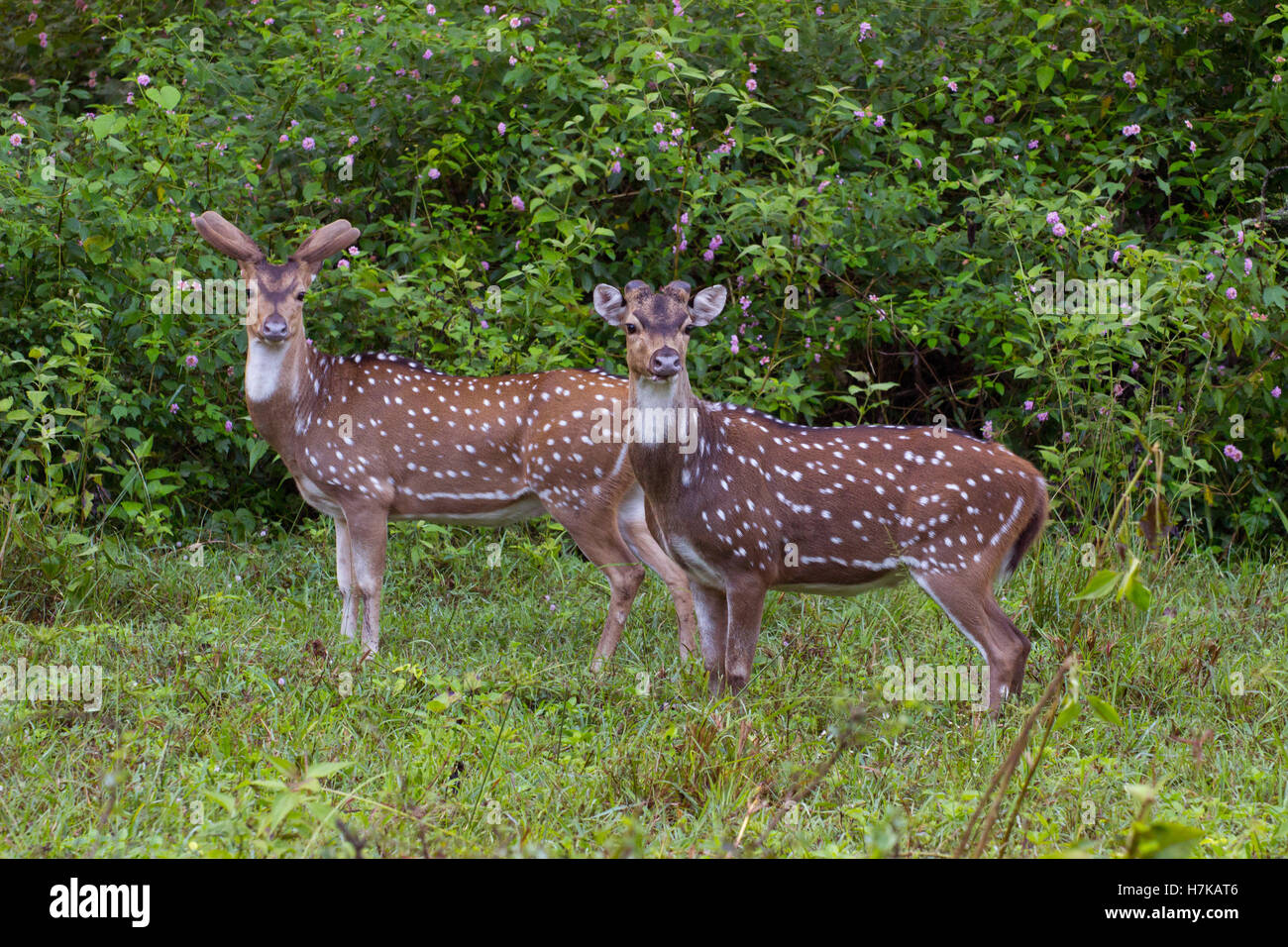 Spotted Deer (Axis axis Stock Photo - Alamy