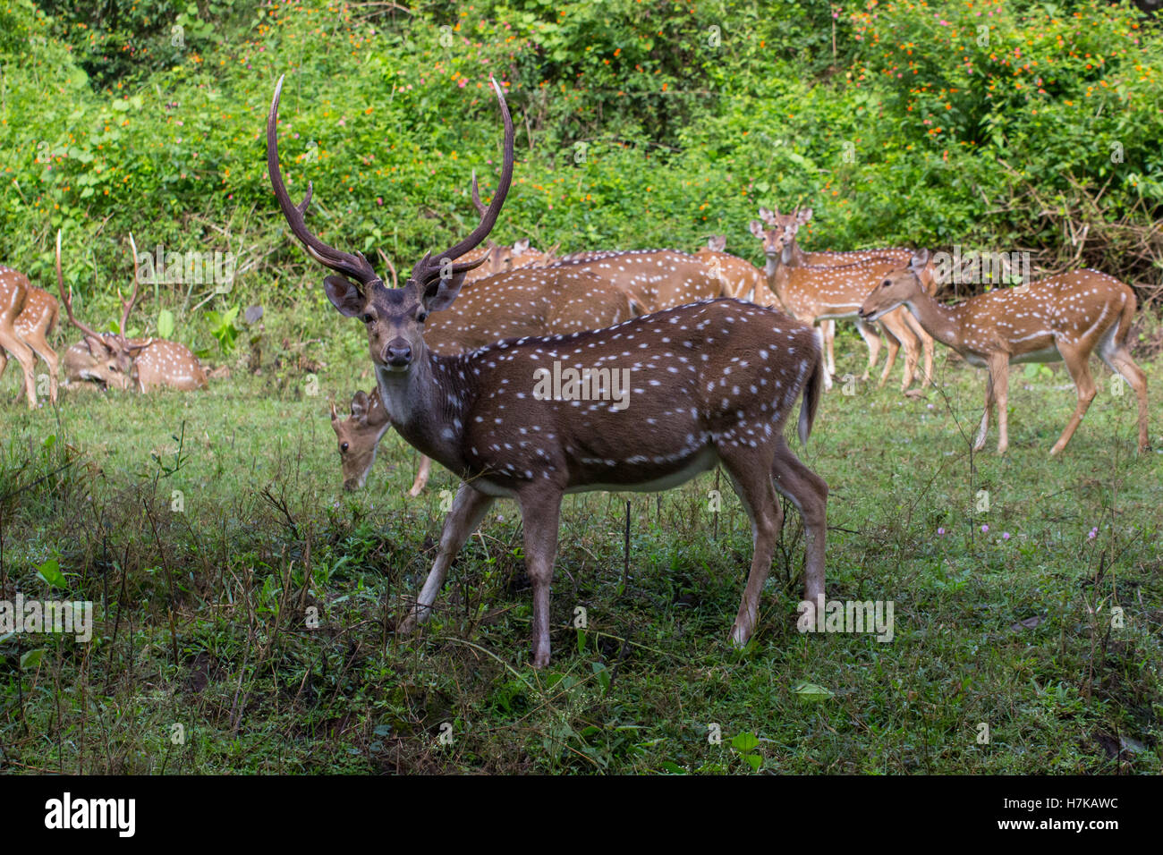 Spotted Deer (Axis axis Stock Photo - Alamy