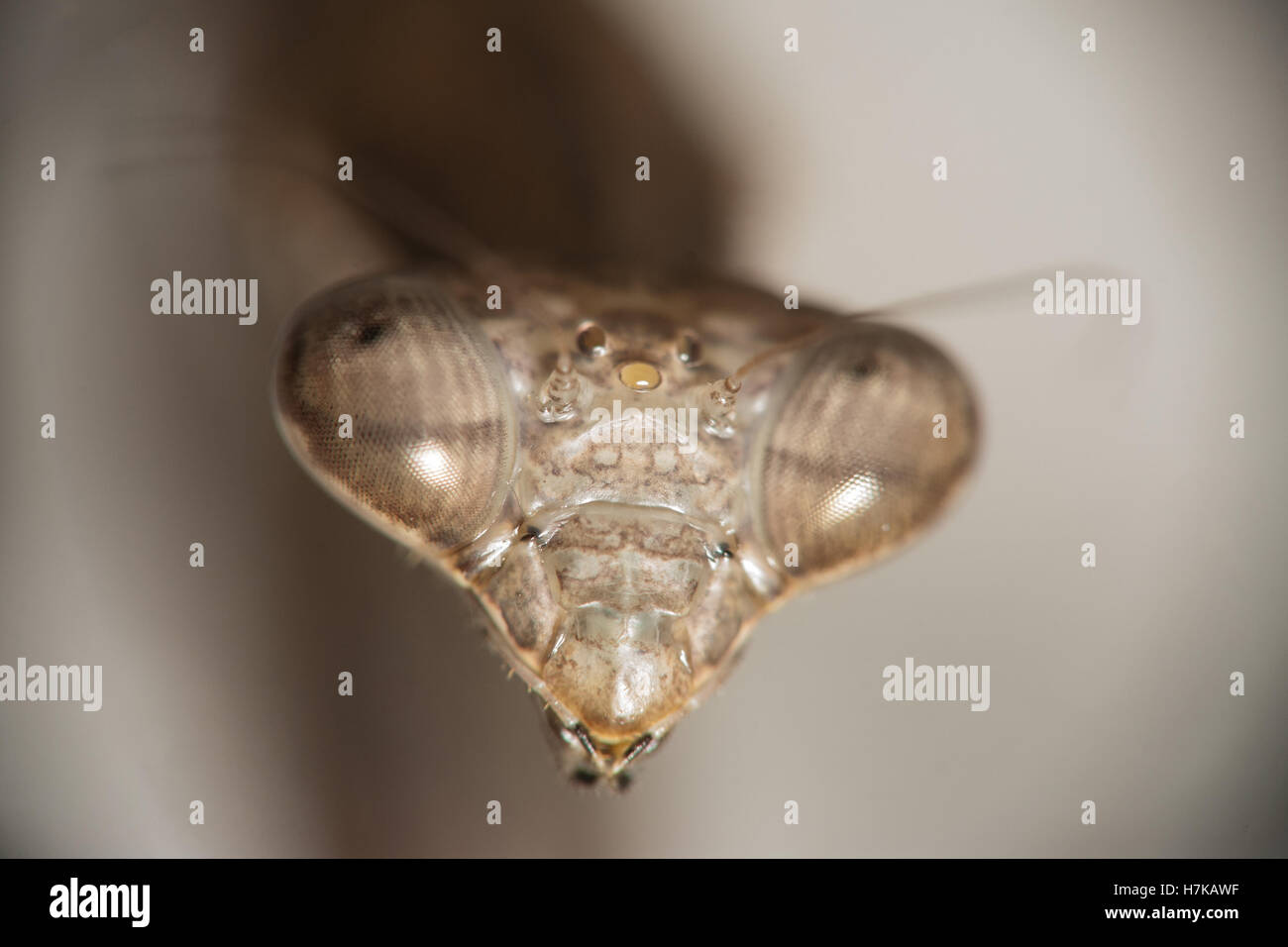 Closeup head of Praying Mantis Stock Photo - Alamy
