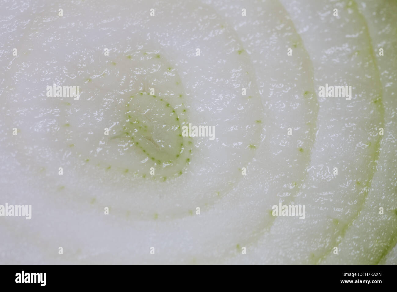 Onion texture hi-res stock photography and images - Alamy