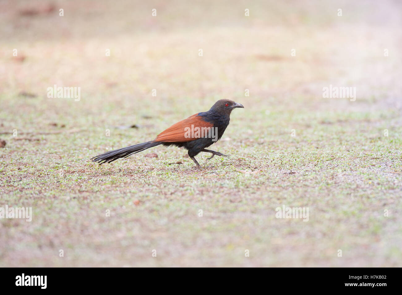 Sharavathi Adventure Camp Jungle lodges Kargal Greater Coucal walks ...