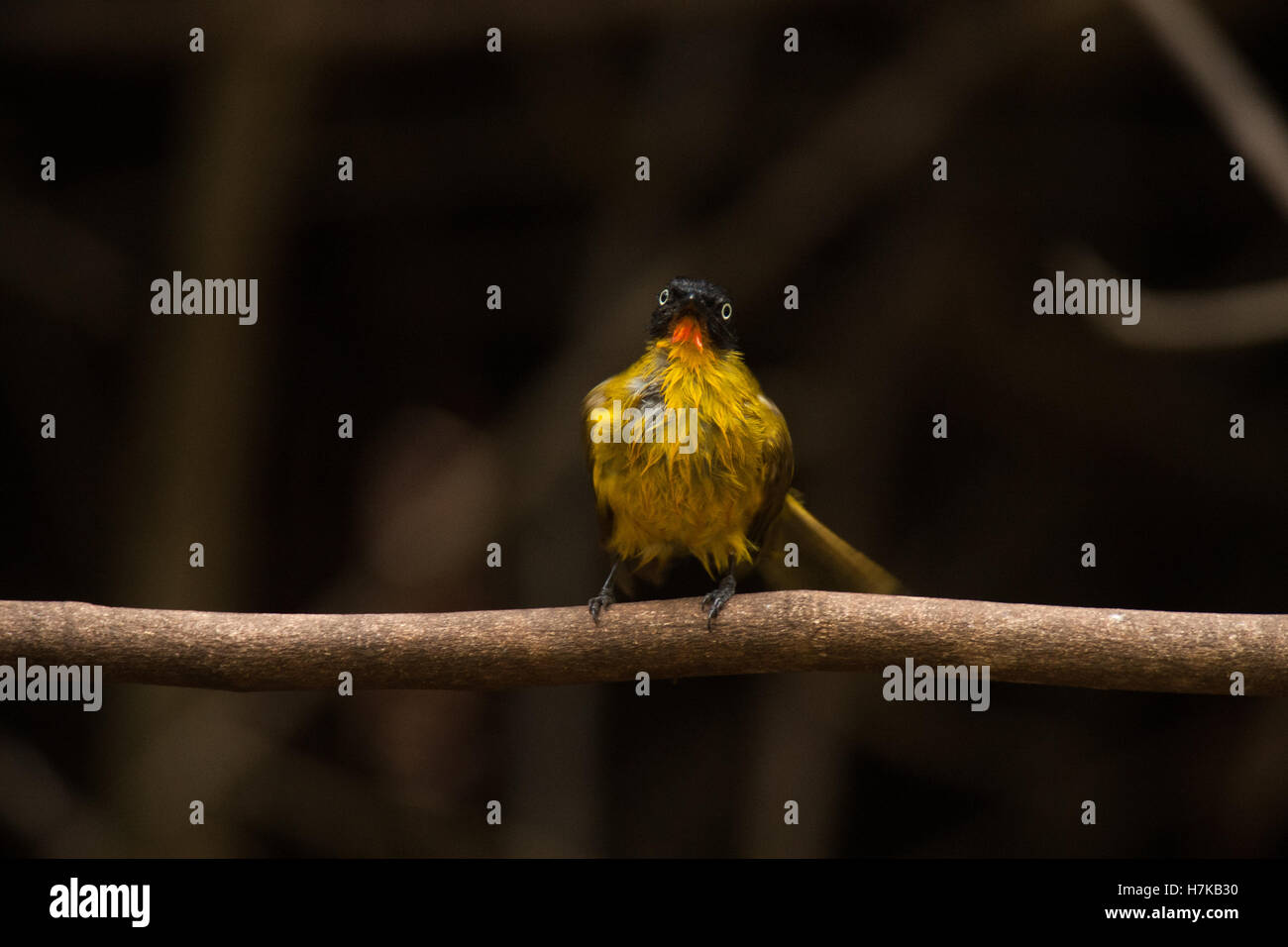 Western ghats goa hi-res stock photography and images - Alamy