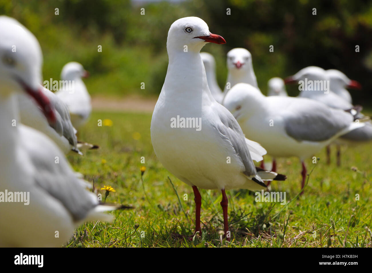 Seagull annoying hi-res stock photography and images - Alamy