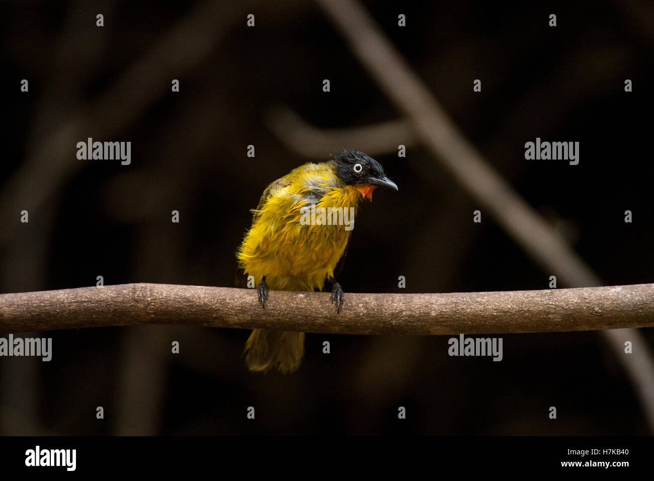 Western ghats goa hi-res stock photography and images - Alamy