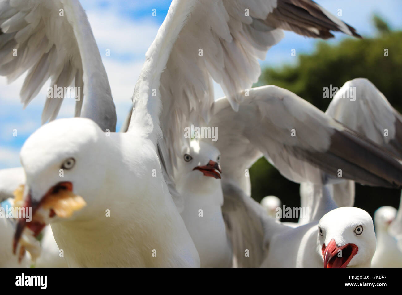 Seagull chips hi-res stock photography and images - Alamy