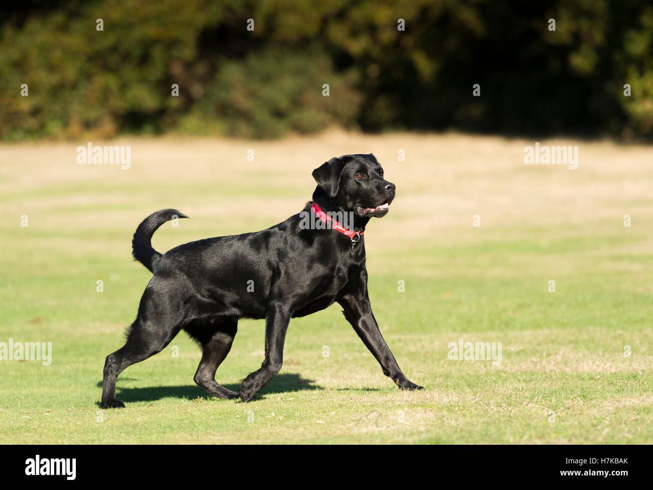 A Black Labrador running on Wimbledon Common Stock Photo - Alamy