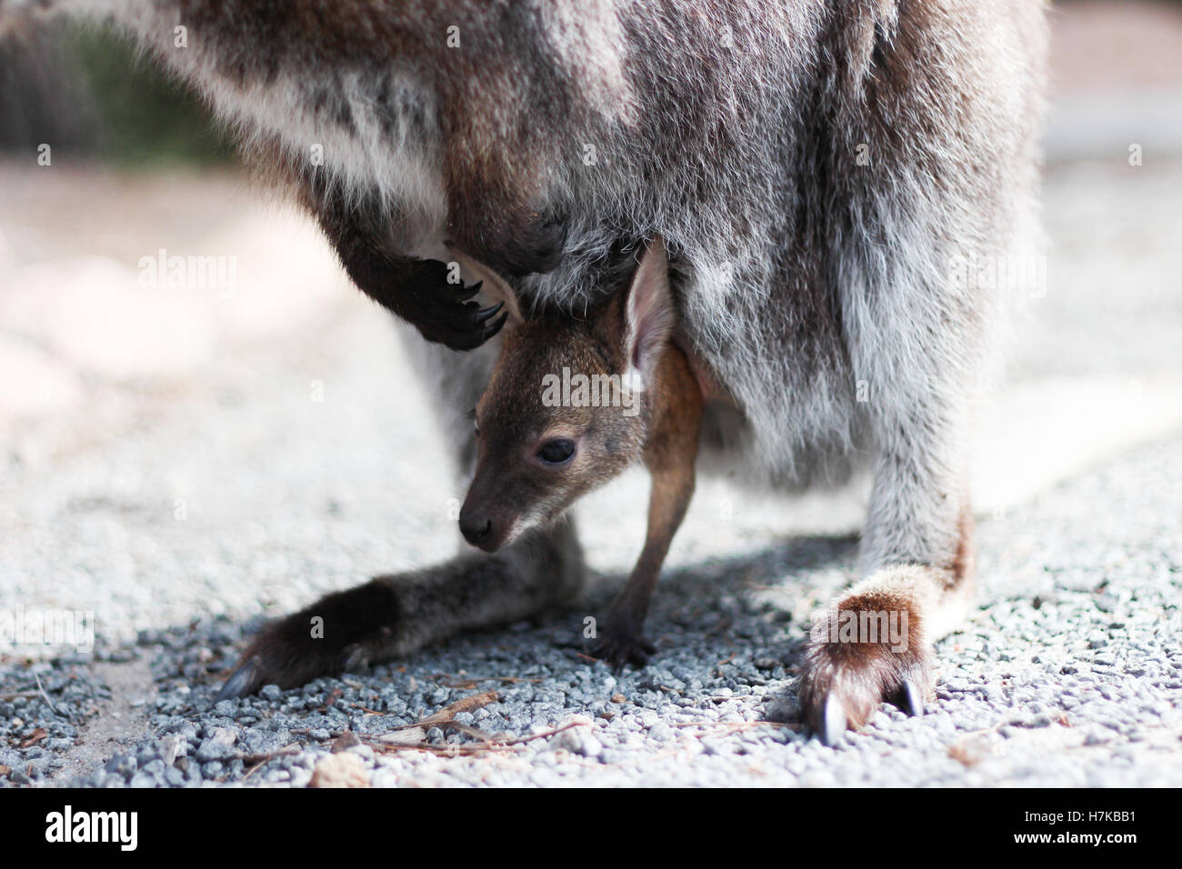 Joey trying to climb out of Wallaby Pouch Stock Photo - Alamy