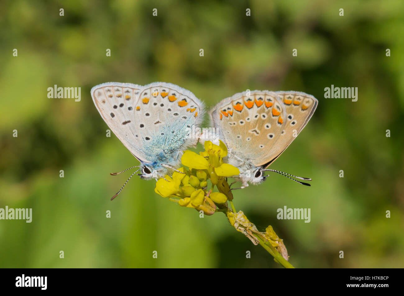 Love between butterflies Stock Photo - Alamy