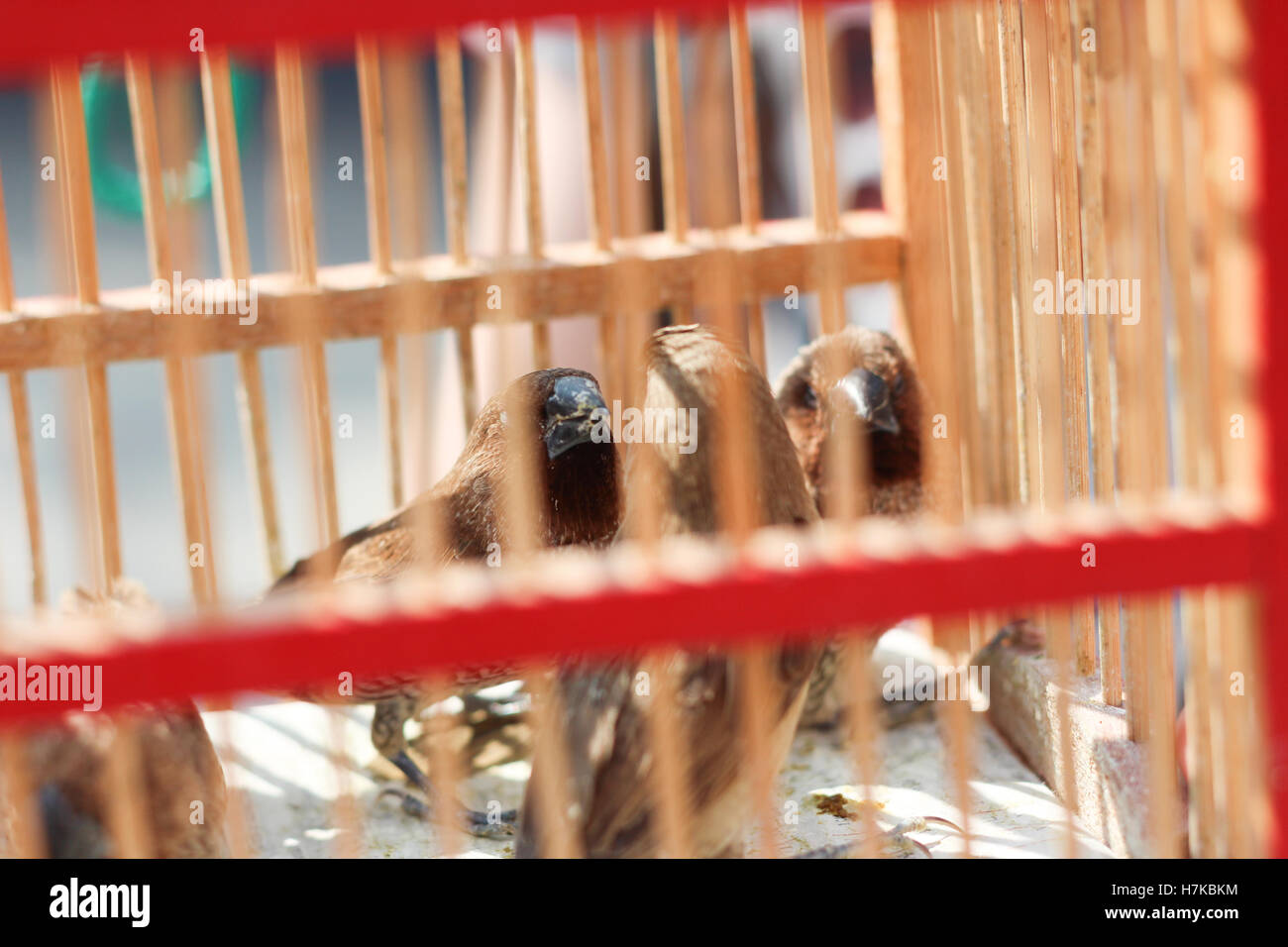 Good luck bird in cage hi-res stock photography and images - Alamy