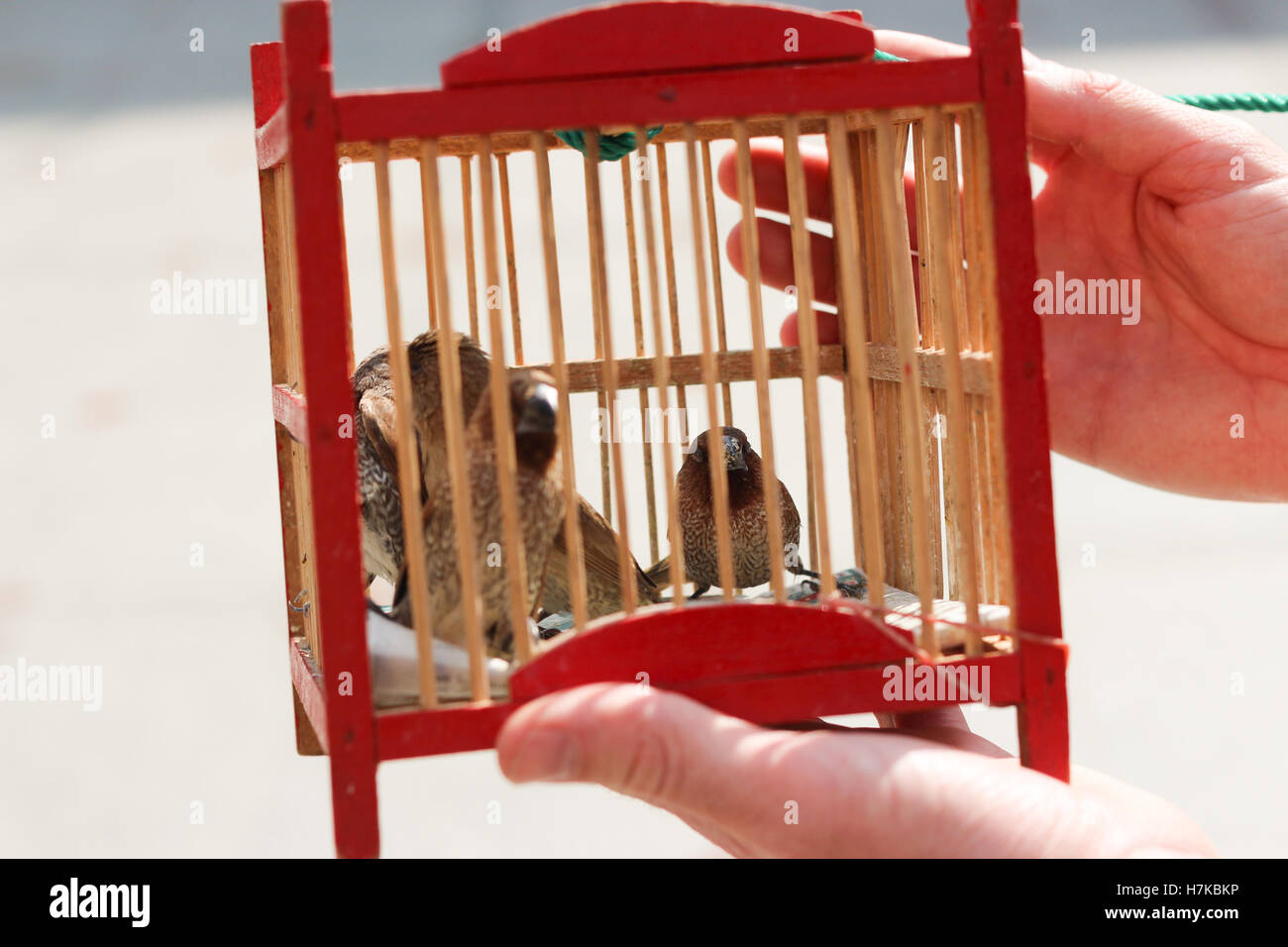Good luck bird in cage hi-res stock photography and images - Alamy