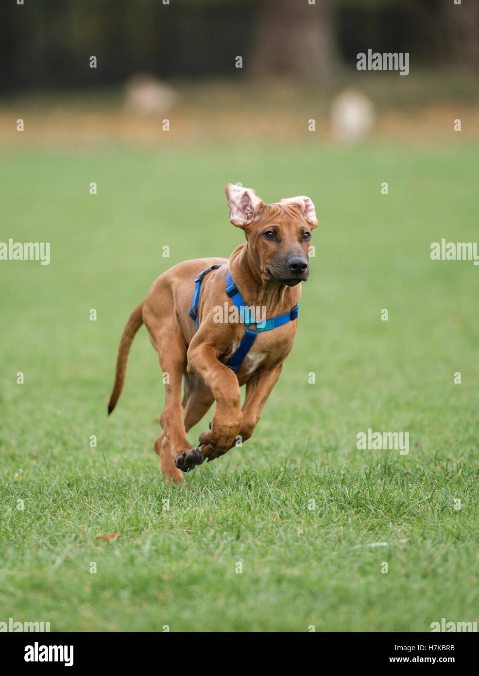 Ridgebacks High Resolution Stock Photography and Images - Alamy