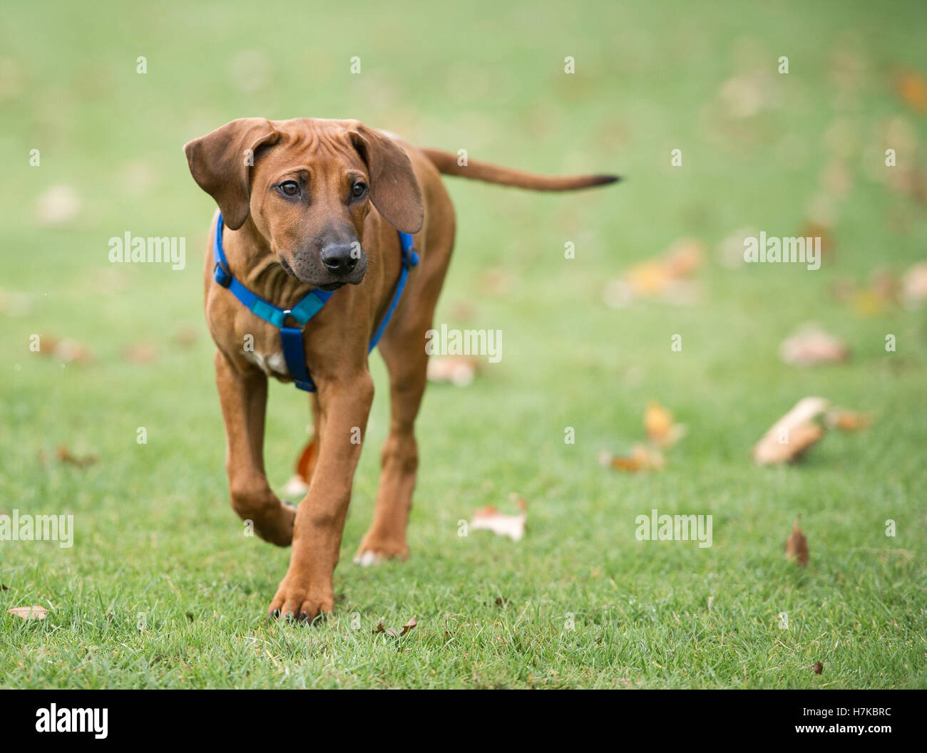 Rhodesian Ridgeback Puppies High Resolution Stock Photography and ...