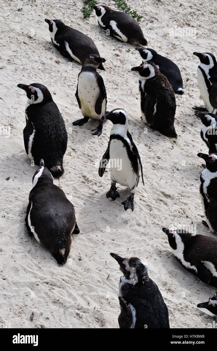 South Africa, Simon's Town: penguins on the sand at Boulders Beach ...